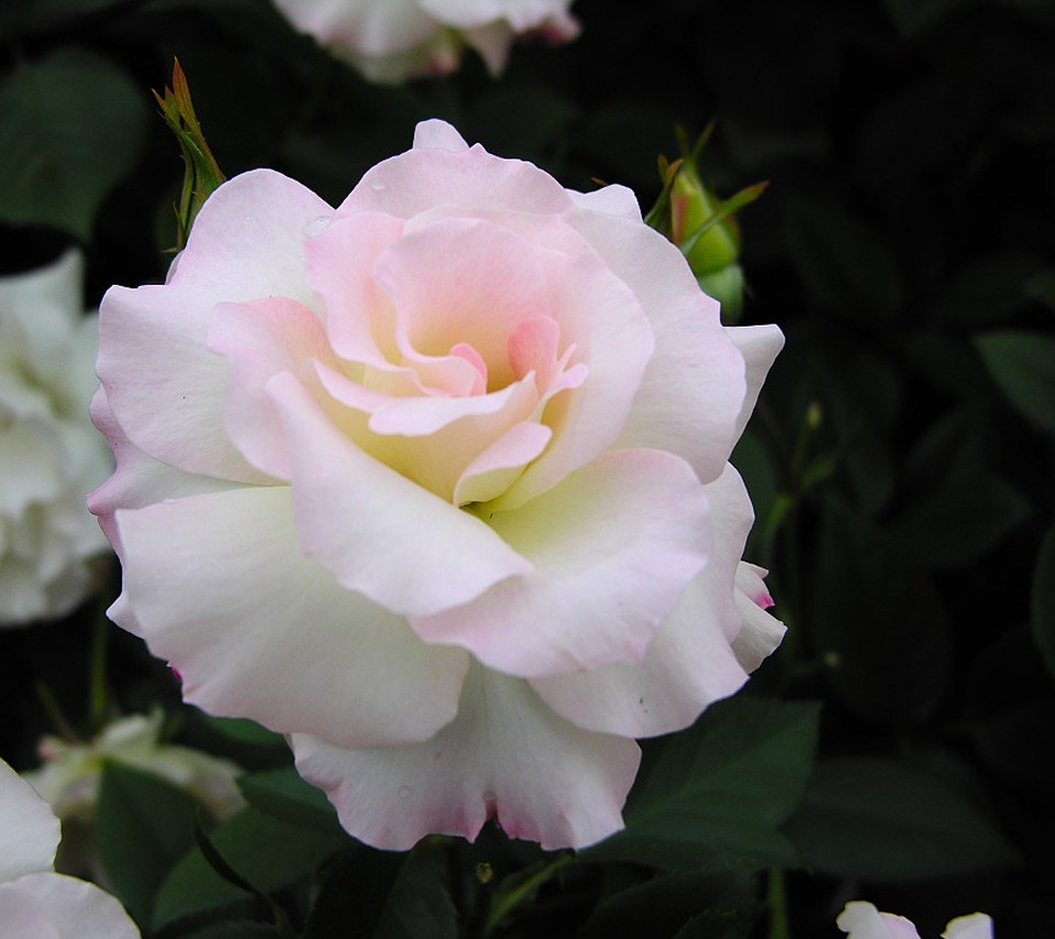 Donna M. Atkinson Obituary - Monroe, CT