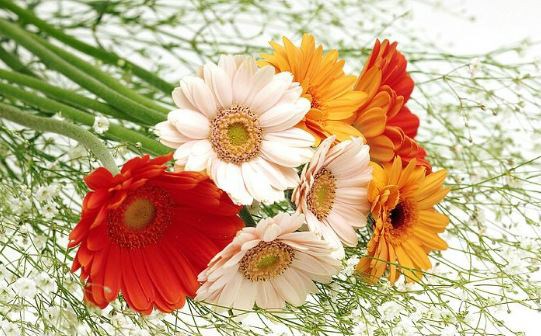 Lydia Mona Fernandes Obituary - Honolulu, HI