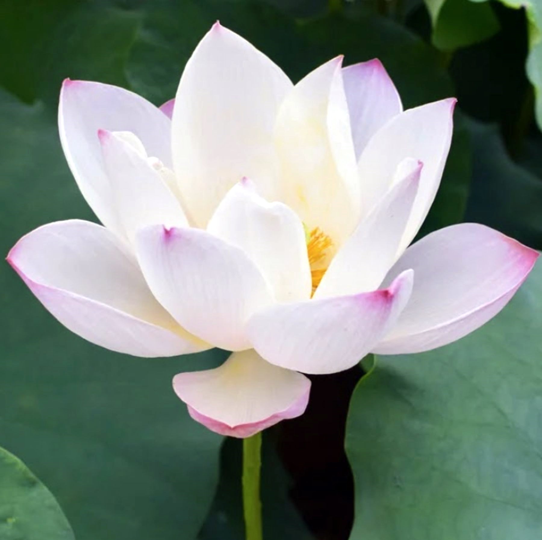 Sen Bui Obituary - Renton, WA