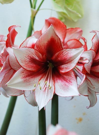 Barbara Jean (Lang) Gilchrist Obituary - Harrisonburg, VA