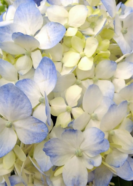 Ruby Tsumura Obituary - Vancouver, BC