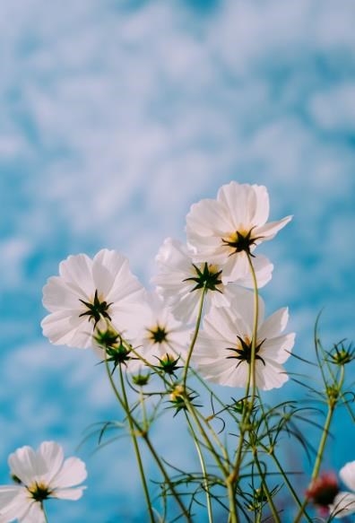 Maricela Ramirez Obituary - Las Vegas, NV