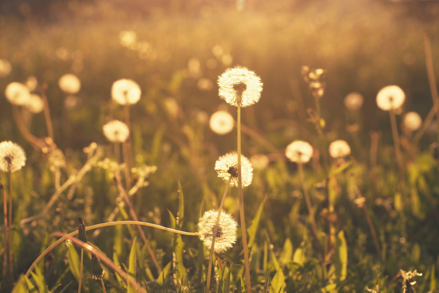 Lillian Wanda Yates Obituary - Millcreek, UT