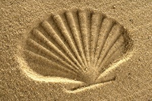 Susan Kop Obituary - Tucson, AZ