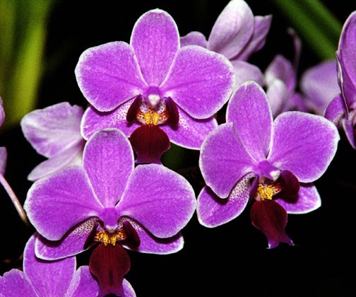 Agnes I Monteith Obituary - Pompano Beach, FL