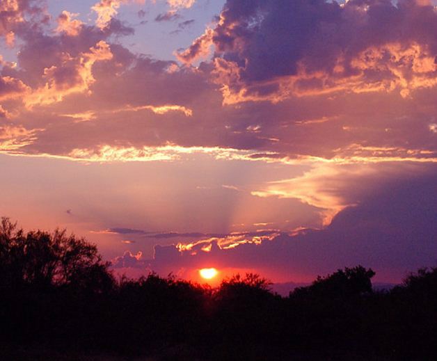 Elizabeth Trammell Obituary - Falls Church, VA