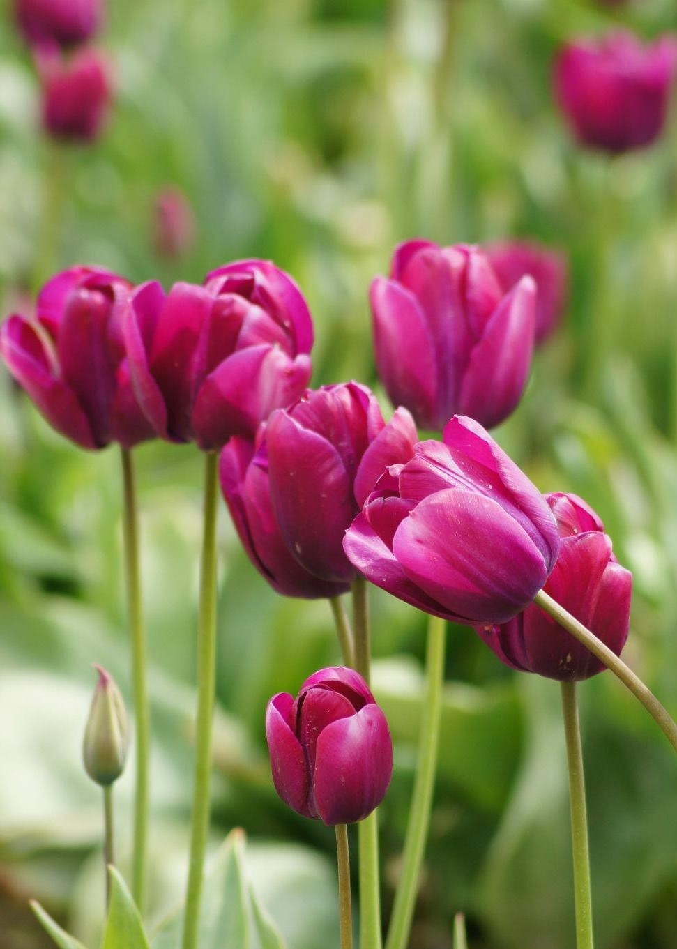 Sally Poetker Obituary - Vancouver, BC