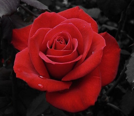 Rose Cohen Obituary - North Lauderdale, FL