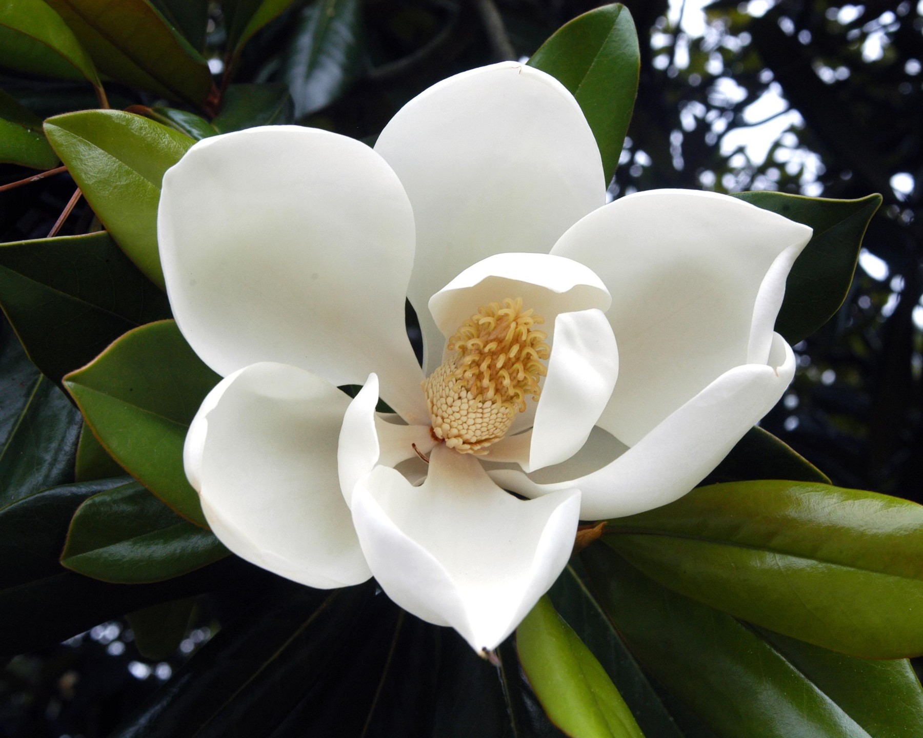 Ann Ramsey Obituary - Raleigh, NC