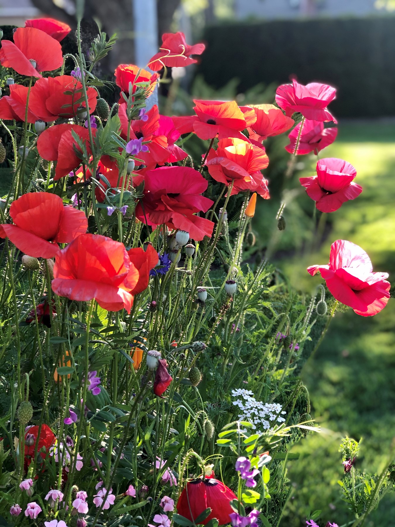 Nancy Scott Obituary - Snohomish, WA