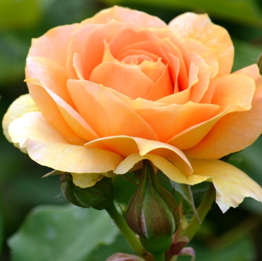 Sharon Hunt Obituary - Fort Worth, TX