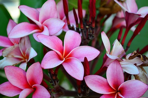 Wanda June Redding Obituary - Westminster, CA