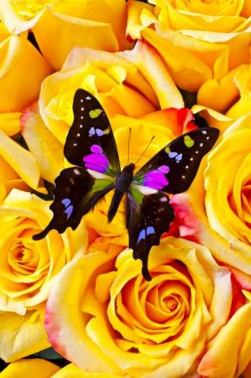Johannah Busby Obituary - Birmingham, AL