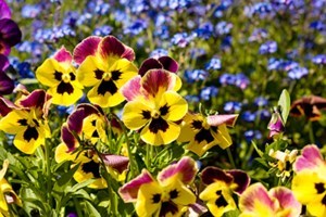 Audrey Dawson Obituary - Tucson, AZ