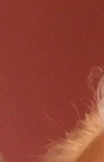 Sebastian Matarazzo Obituary Wethersfield Ct