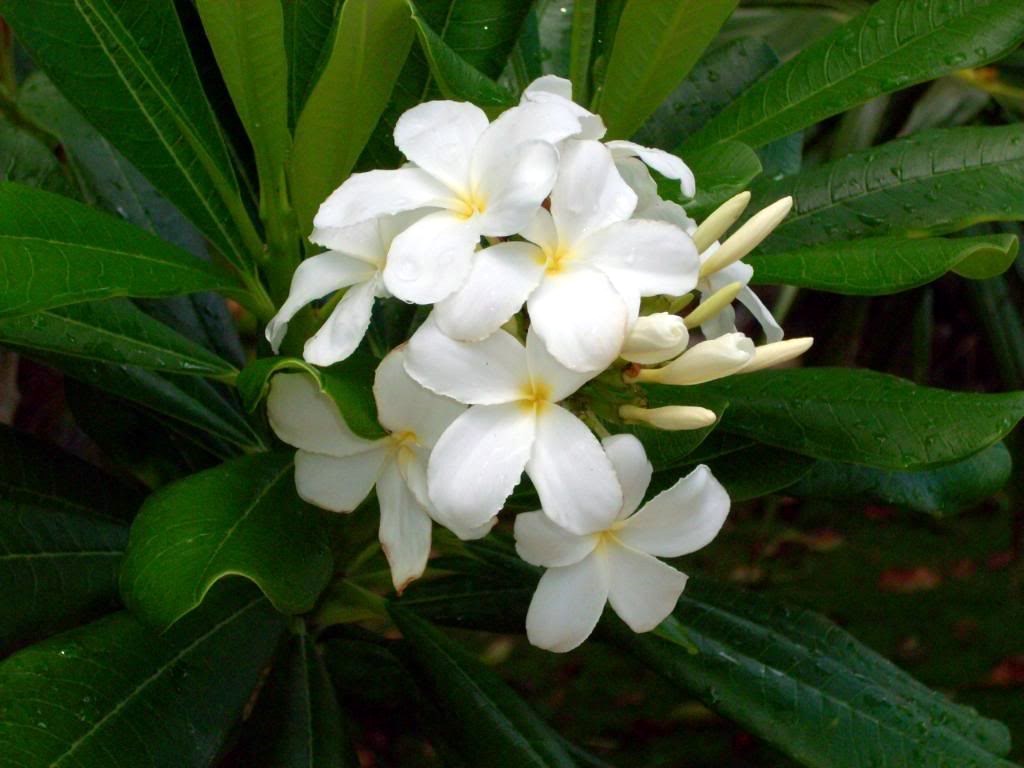 Judy Oller Obituary - Denison, TX