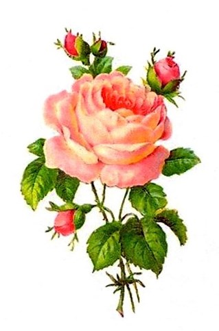 Nancy Rose Obituary - Jacksonville, FL