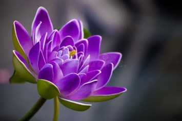 Nancy Runge Obituary - Brunswick, GA