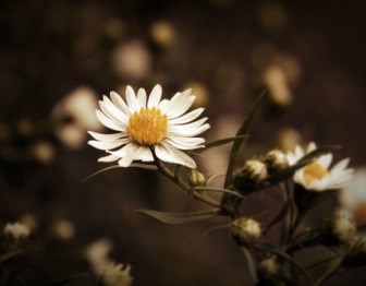 Arlene Olson Obituary - St. Paul, MN