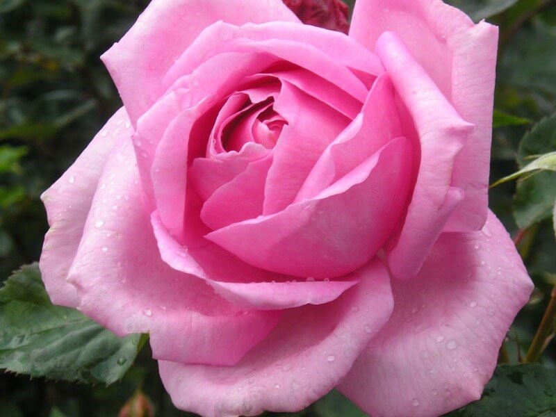 Pamela Faith Bowen-Nevin Obituary - San Bernardino, CA