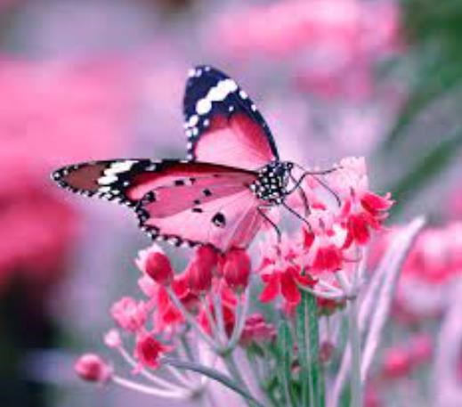 Patricia Poulin Obituary - Ft. Collins, CO