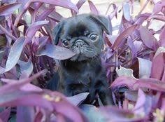 Sharon Abernathy Obituary - Hanford, CA