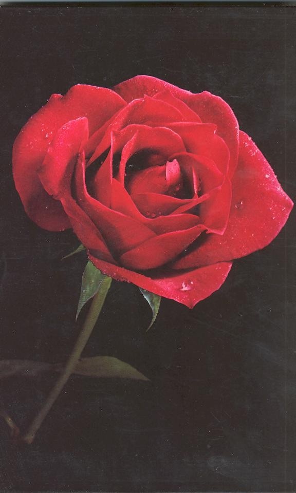Rose Kram Obituary North Miami Fl