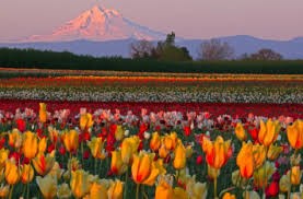 Dante Bernal Obituary - Portland, OR