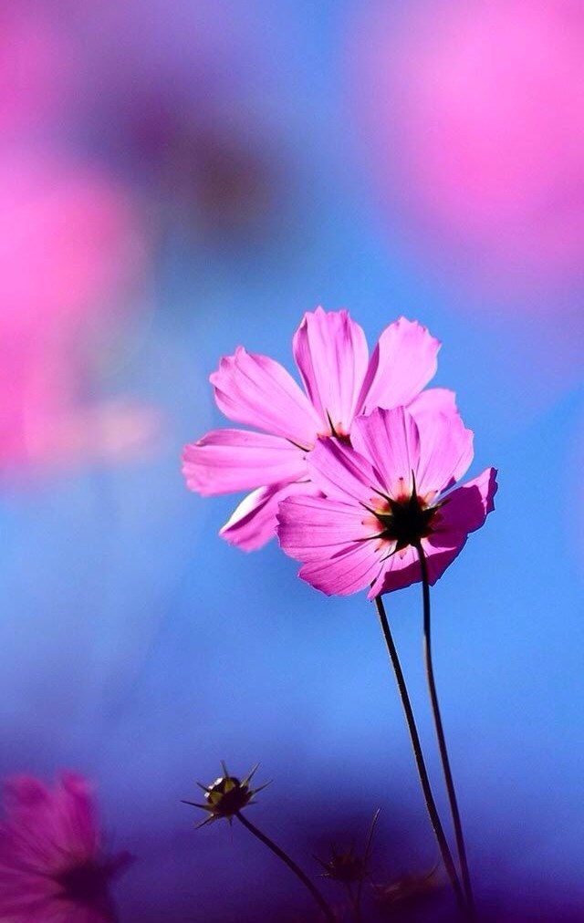 Irma Zalduondo Olmeda Obituary - San Juan, PR