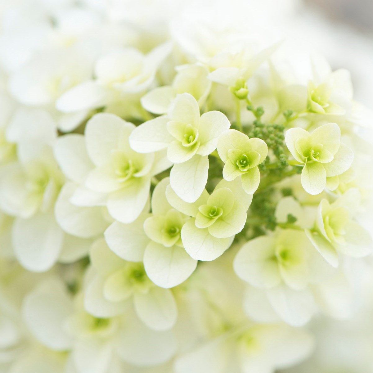 Sharon Grygiel Obituary - Dorr, MI