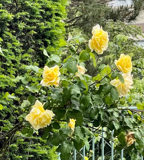 Annette David avis de décès - Vancouver, BC