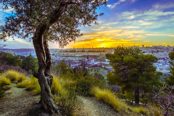 David Wolpert Obituary - Tucson, AZ
