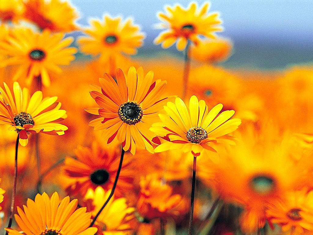 Stella Harrison Obituary - Hixson, TN