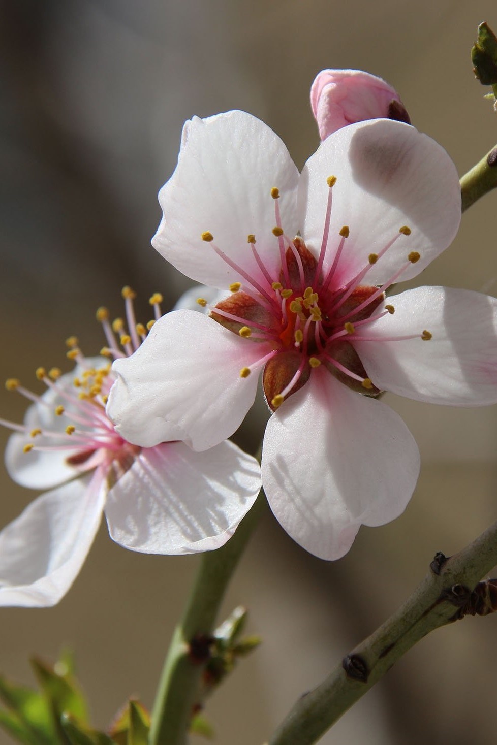 Kwong LAM Obituary - Vancouver, BC