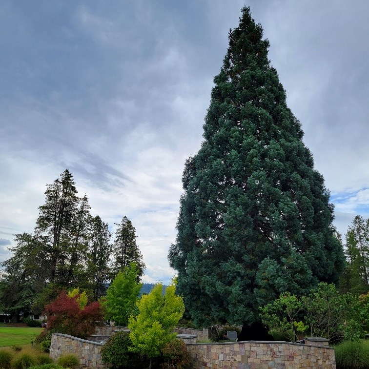 Herman Lantz Obituary - Seattle, WA