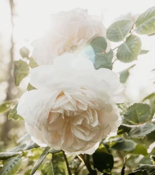 Ruth Courchene Obituary - Las Vegas, NV
