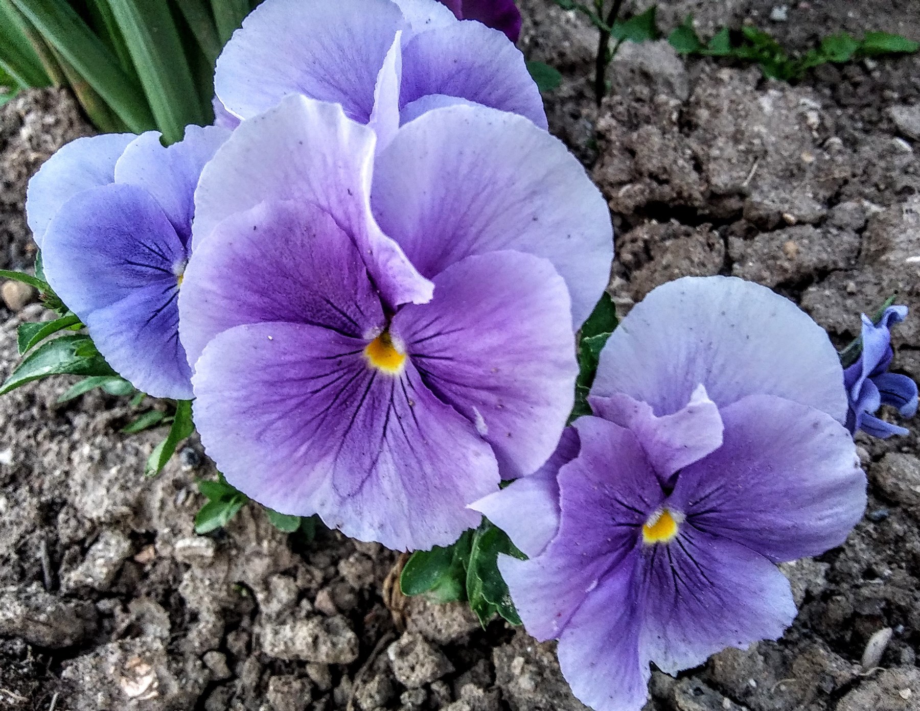 Iris Sowder Obituary - Riverton, UT