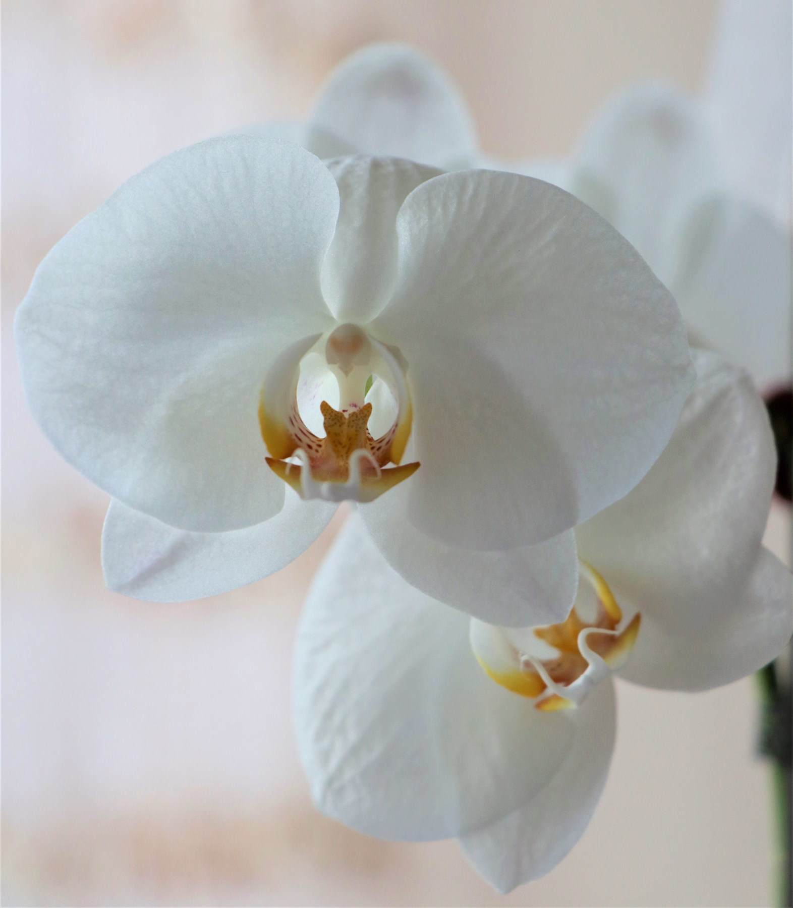 Gary Snow Obituary - Millcreek, UT