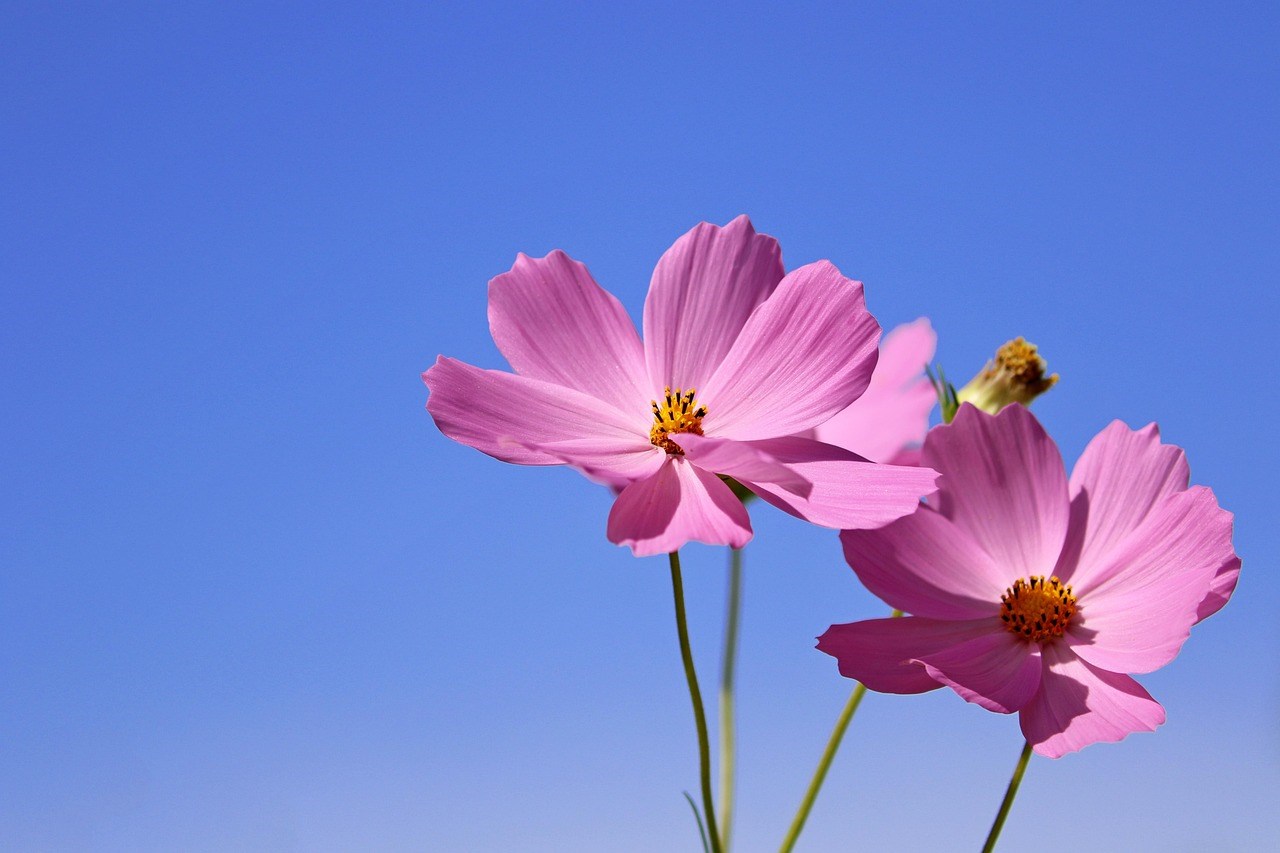 Sherry Lambert Obituary - Loveland, CO