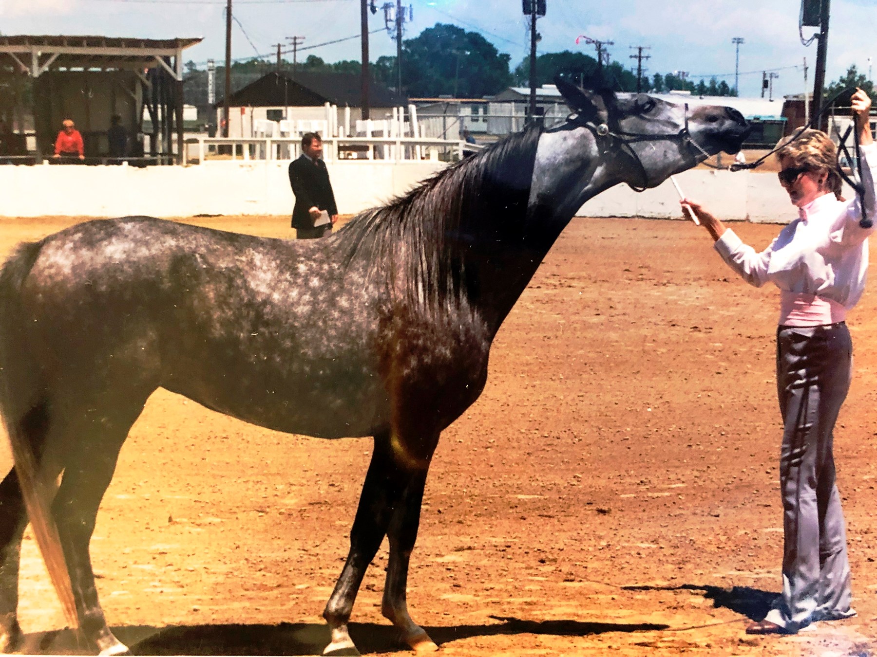 Catch A Bird Anomaly Horse