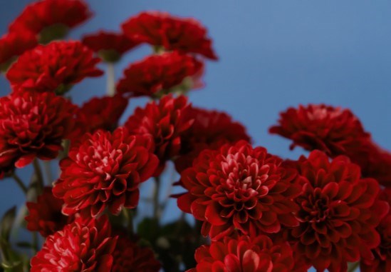 Maria Gomez Obituary National City Ca