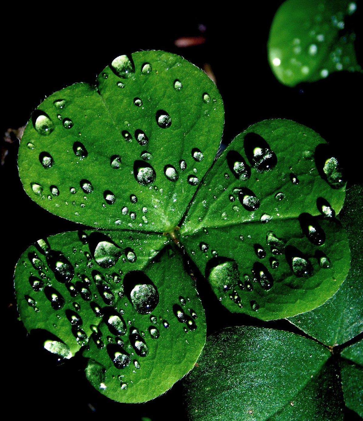 Eileen Greany Obituary - Suffern, NY