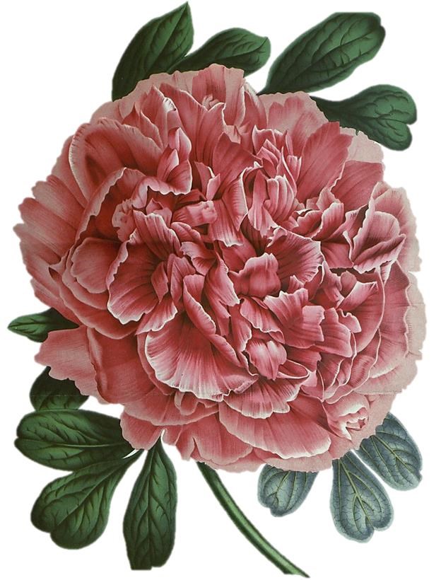 Olga Chacon De Zambrano Obituary - Houston, TX