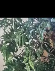 Ruben Valdez Obituary - Weslaco, TX Ruben Valdez Obituary - Weslaco, TX