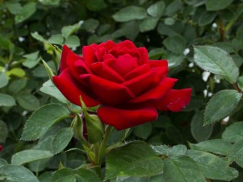 Joan Maule Obituary - Las Vegas, NV