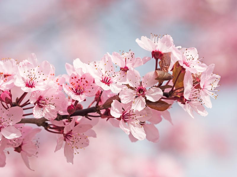 Shirley Phillips Obituary - Raleigh, NC