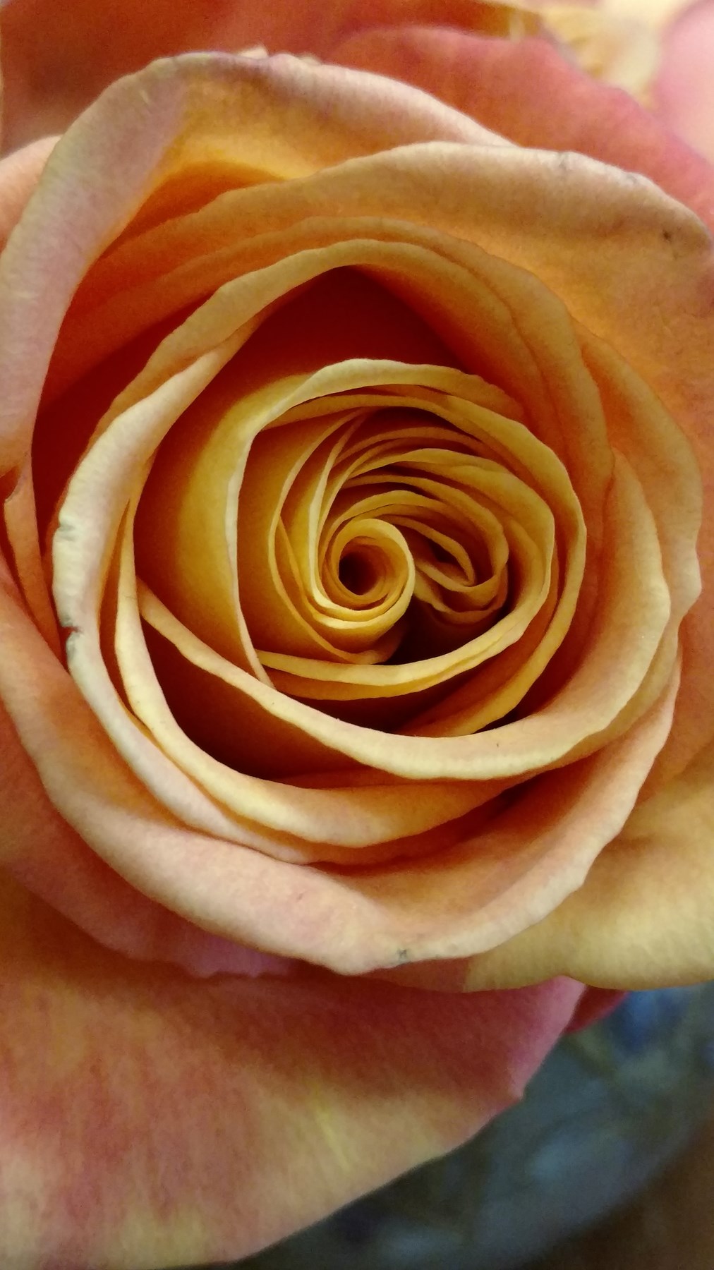 Marsha J Baker Obituary - Kenmore, NY