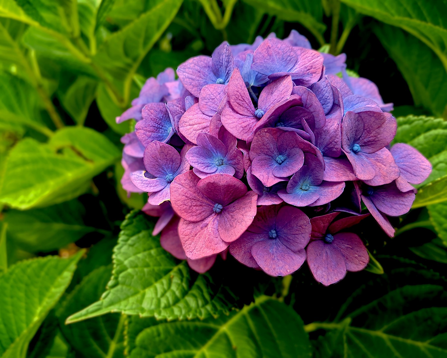 Lillian Chang Obituary - Las Vegas, NV