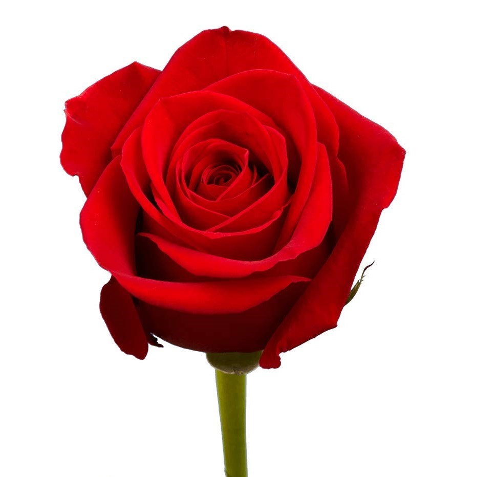 Brenda Griffin Obituary - Yuma, AZ