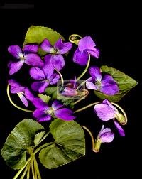 Barbara Jean Polson Kummer Obituary - Seattle, WA